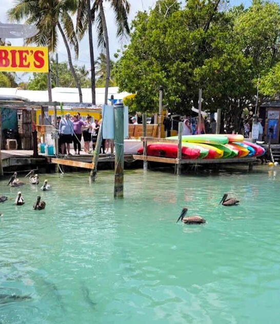 florida marina dock tarpon ftr