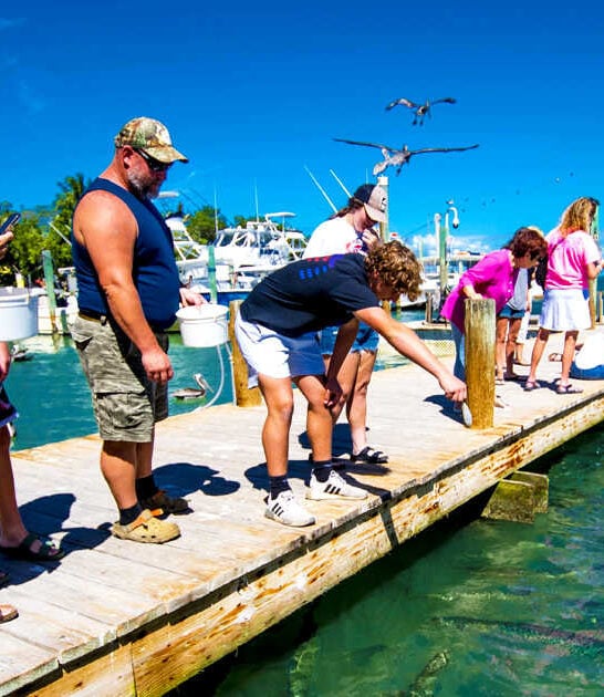florida massive wild tarpon ftr