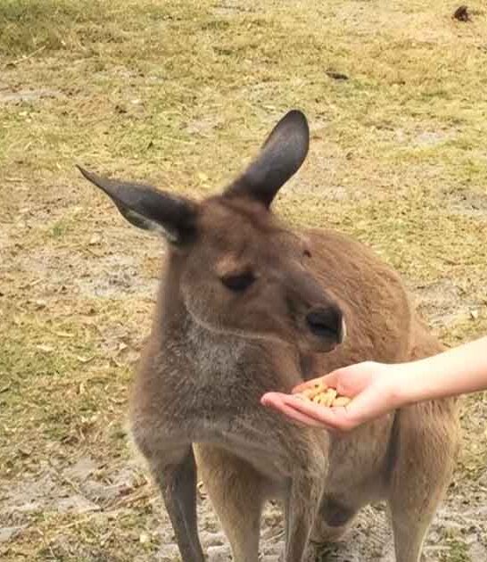 florida unique animal experience ftr