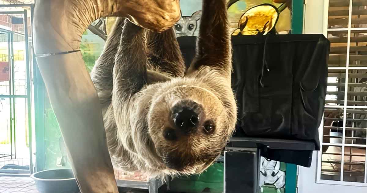 You Can Actually Cuddle Baby Sloths And Kangaroos At This One-Of-A-Kind Florida Ranch