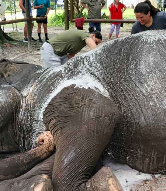 florida wildlife elephant encounter ftr