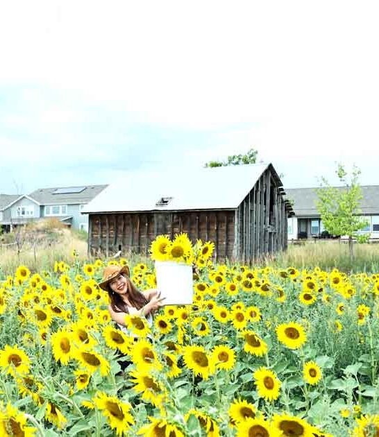 flower field experience colorado ftr