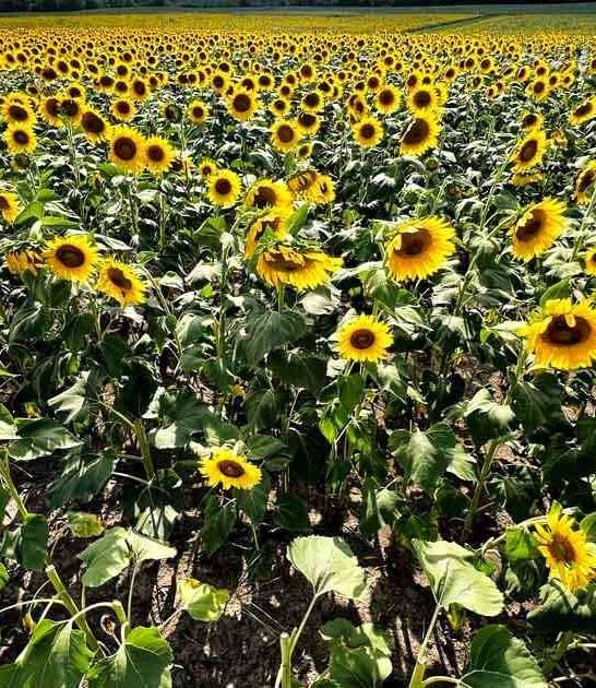 flower field experience virginia ftr