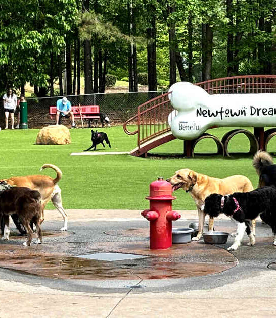 georgia best dog park ftr