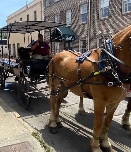 georgia enchanting carriage tour ftr