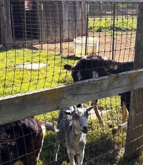 georgia hidden worthy farm ftr
