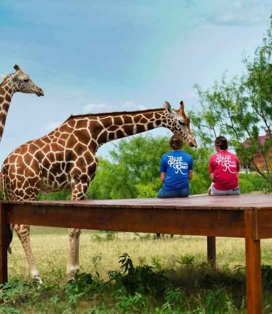 giraffe sanctuary texas airbnb ftr