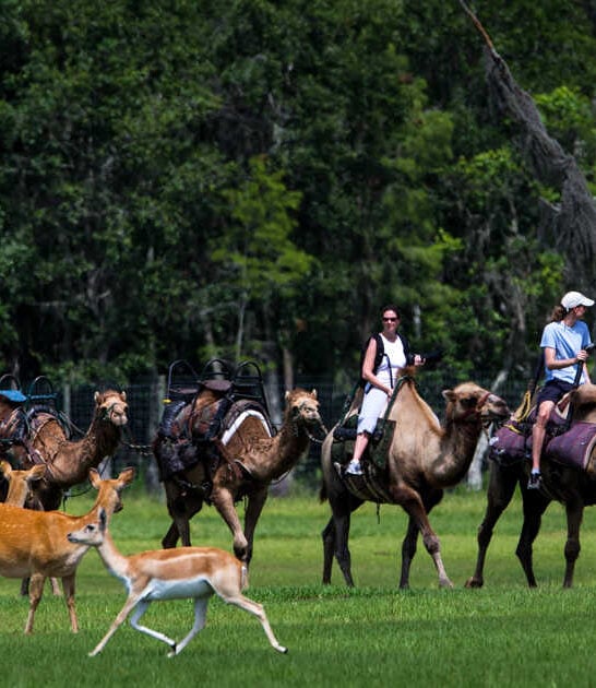 hidden safari florida savanna ftr