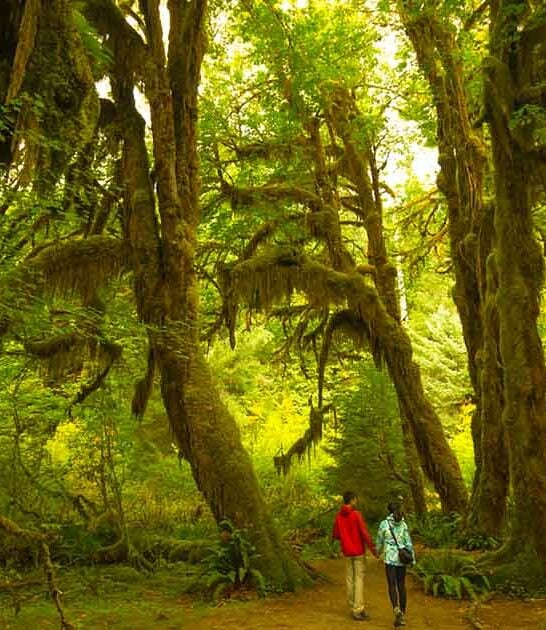 hiking dreamy rainforest washington ftr