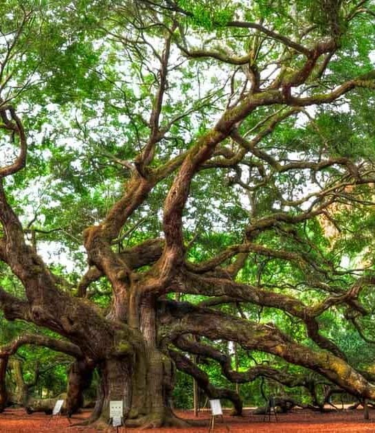 historical tree south carolina ftr