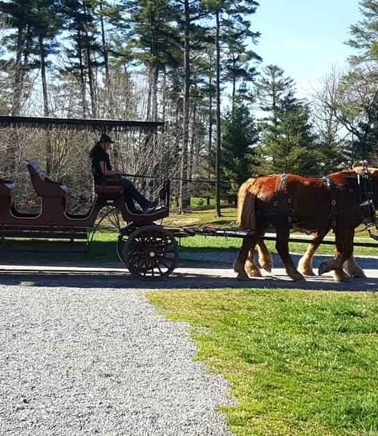horse carriage north carolina ftr