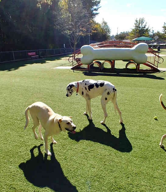 incredible georgia dog park ftr
