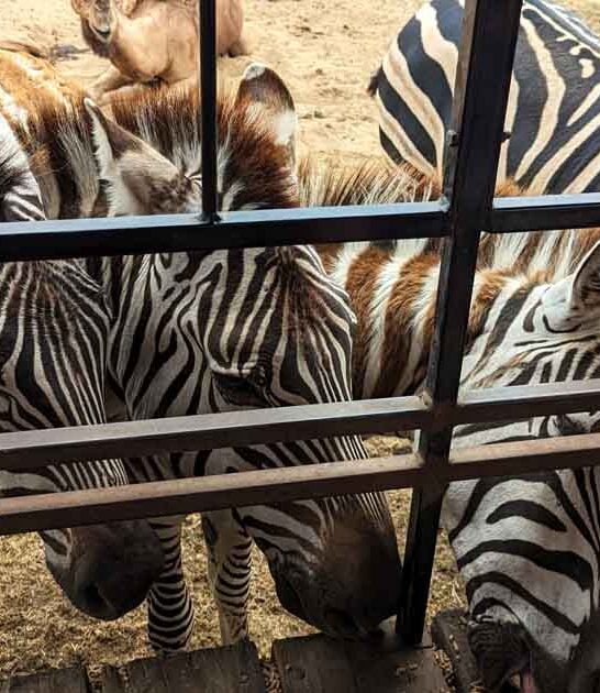 indiana park feed zebras ftr