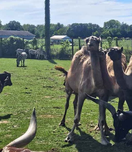 indiana park zebras ostriches ftr
