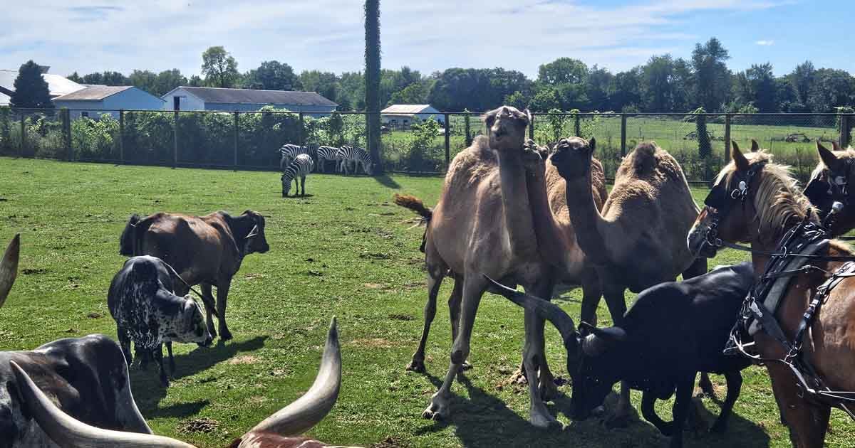 This One-Of-A-Kind Indiana Park Lets You Feed Zebras And Ostriches