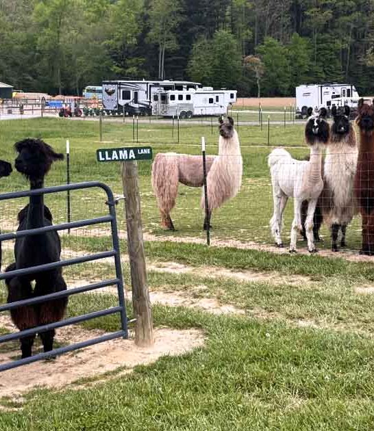 llama farm north carolina ftr
