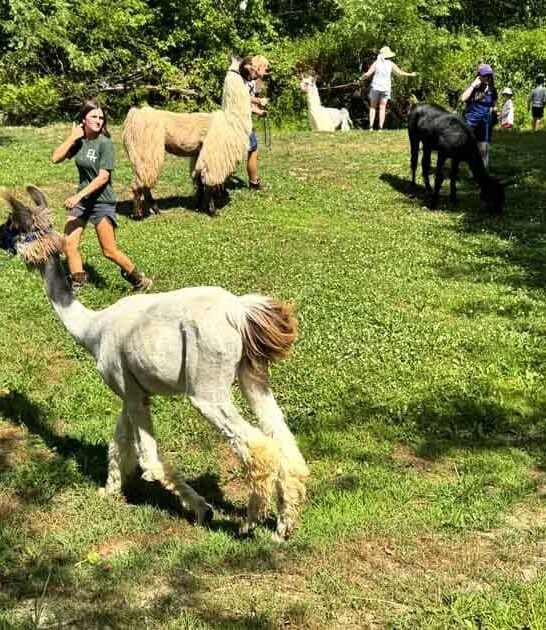 lovable llama north carolina ftr