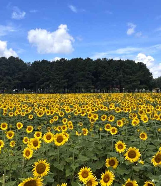 magical field north carolina ftr