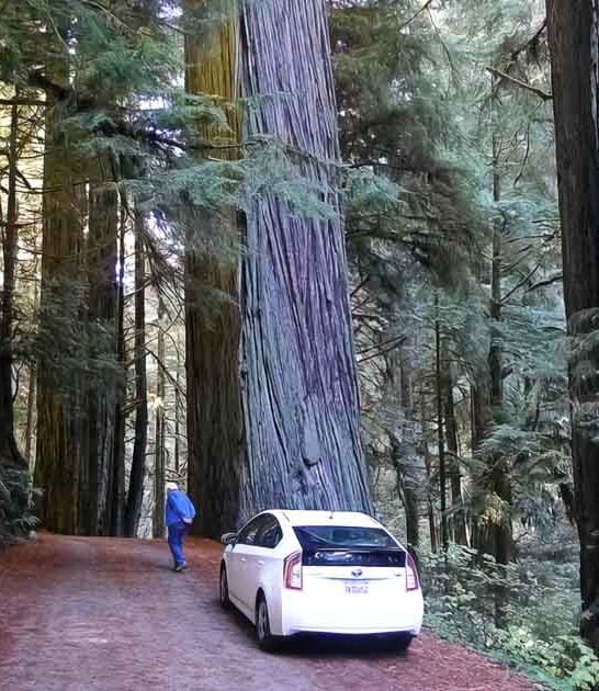 You’ll Want To Hop In The Car And Take This Magical 10-Mile Drive In California ASAP