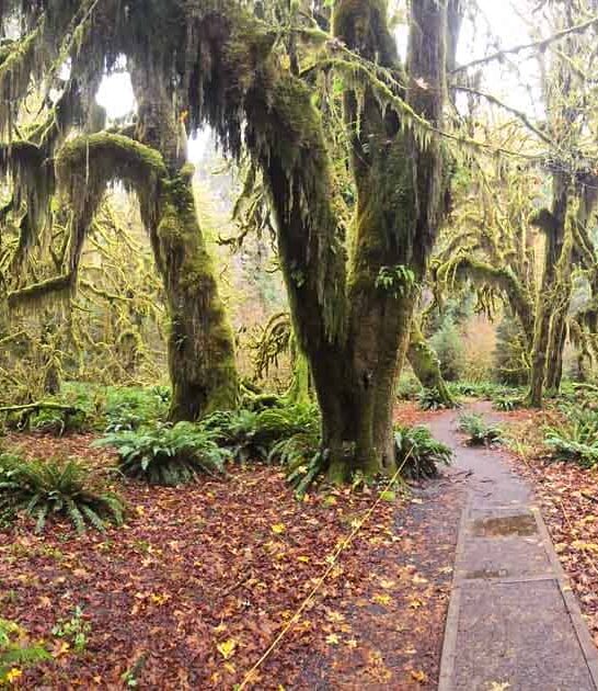 magical rainforest washington ftr