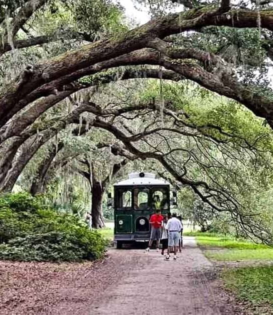 magical tree south carolina ftr