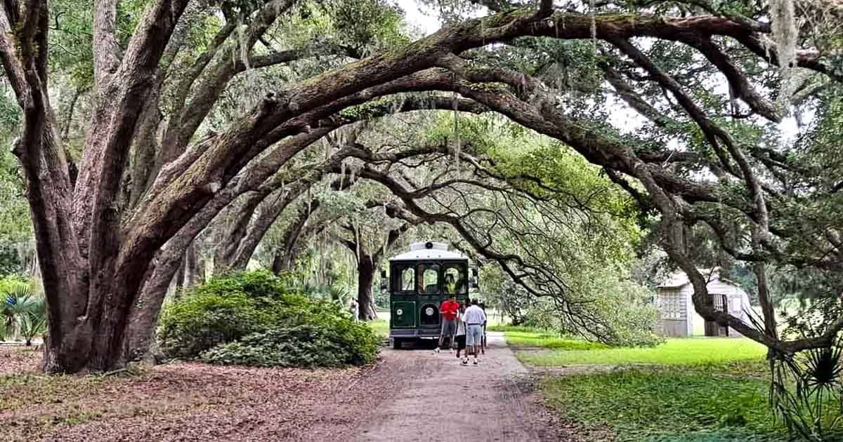 9 Positively Magical Tree Tunnels In South Carolina That’ll Take Your ...