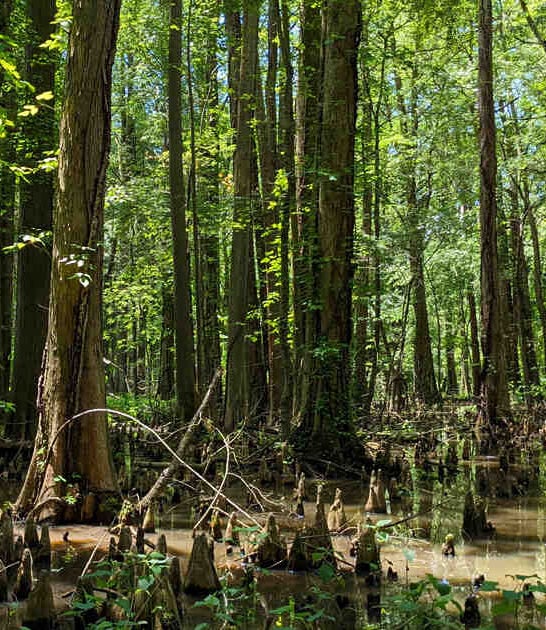 maryland free swamp walk ftr