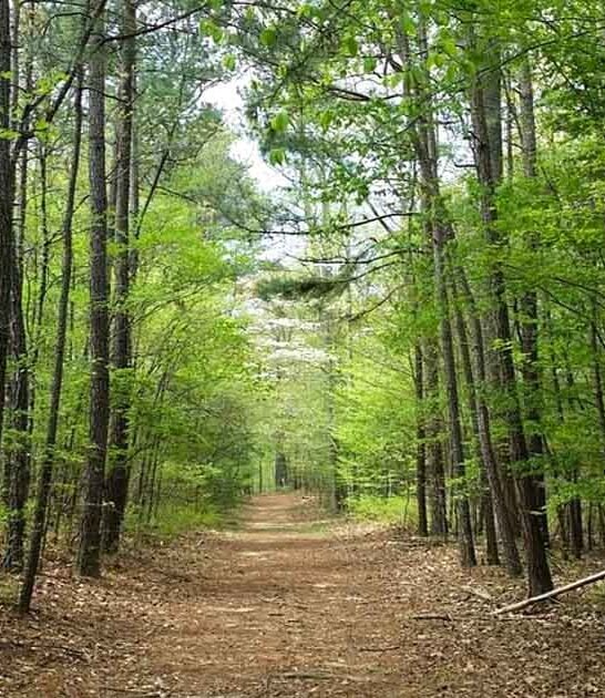 maryland hike ancient forest ftr