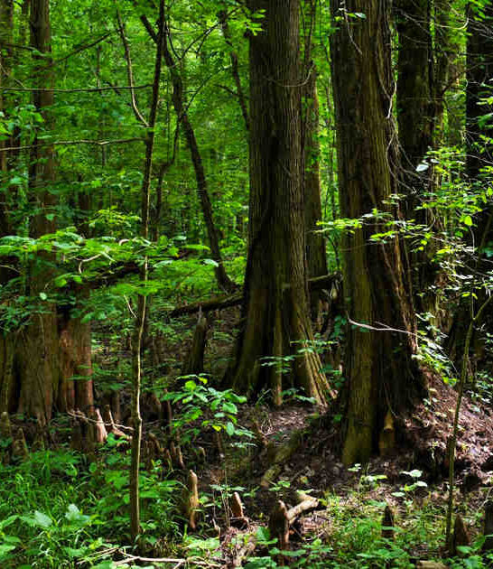 maryland incredible swamp walk ftr