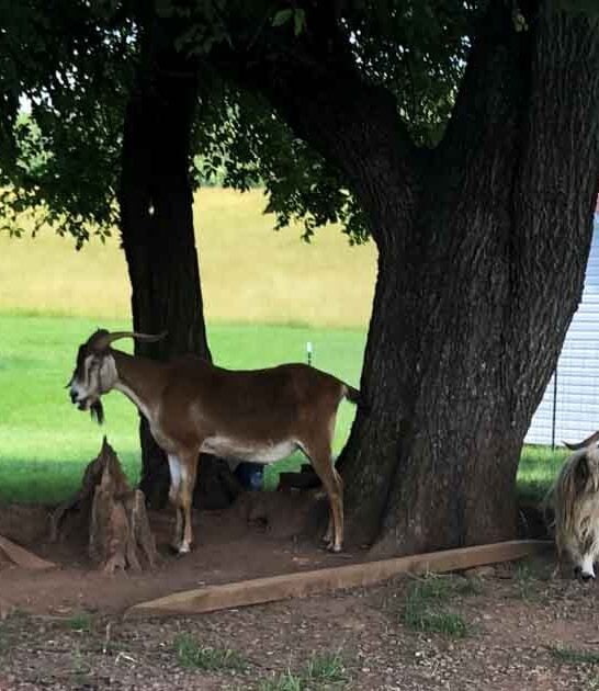 maryland incredible wildlife farm ftr