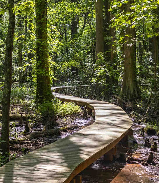 maryland magical swamp walk ftr