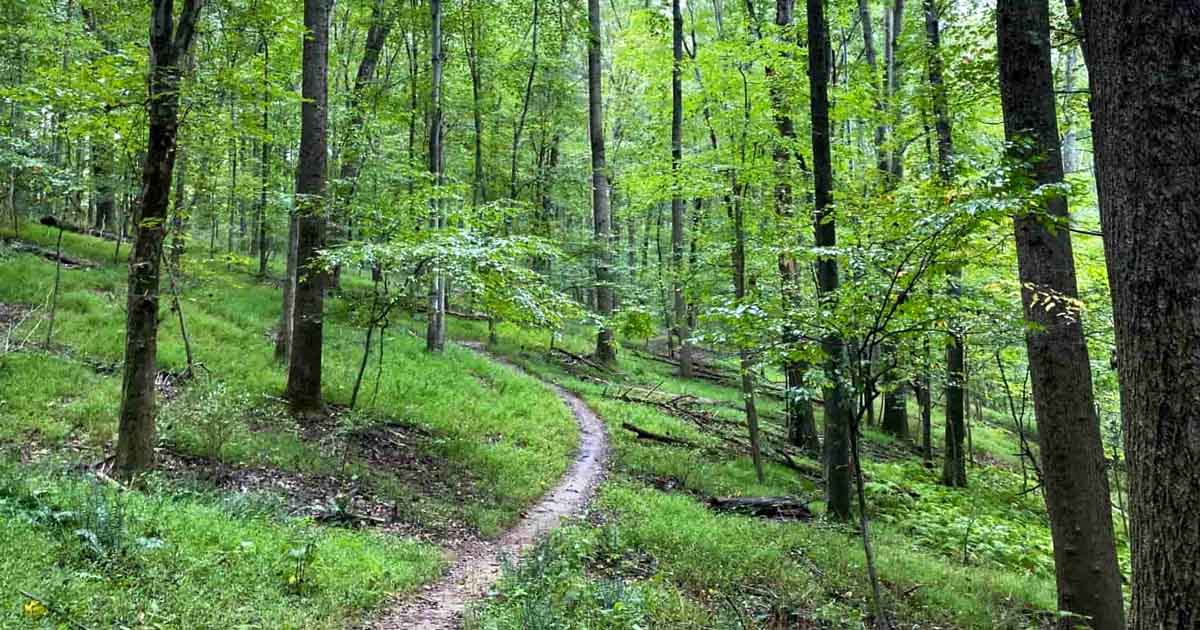 This 3.5-Mile Drive-Thru Light Display At A Maryland State Park Is Pure ...