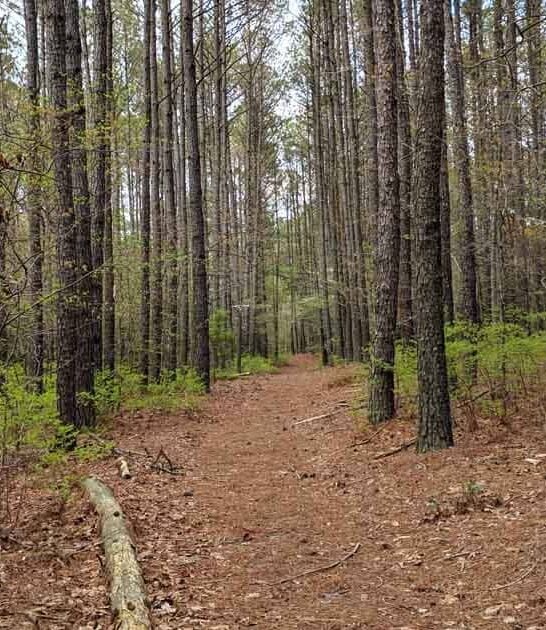 maryland stunning hike forest ftr