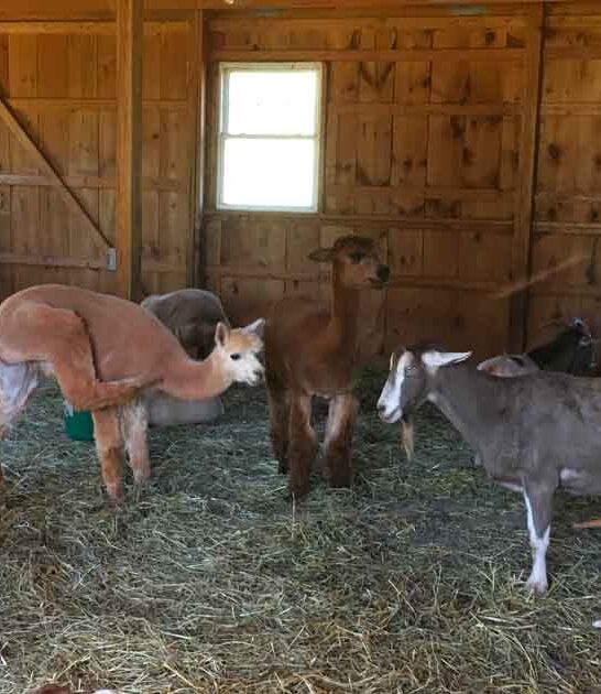 maryland whimsical wildlife farm ftr