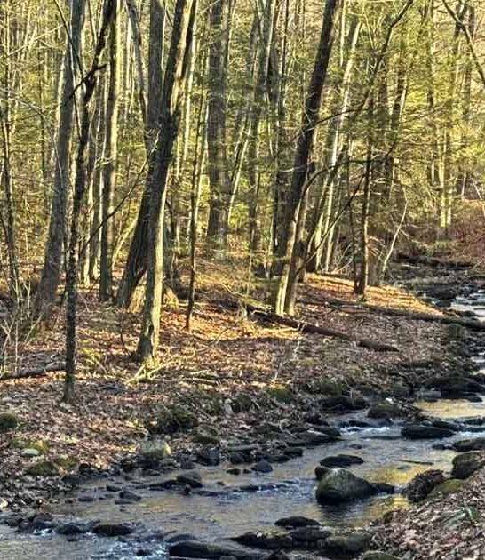 massachusetts forest hiking trail ftr