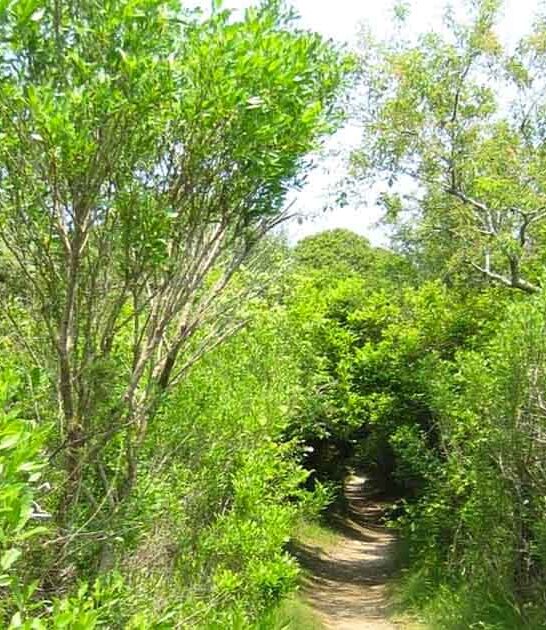 massachusetts loop trail scenery ftr