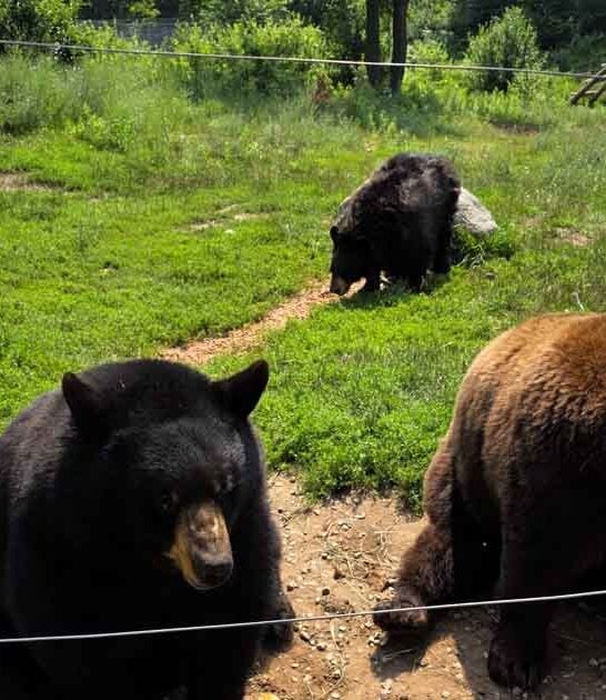 massive bear ranch michigan ftr