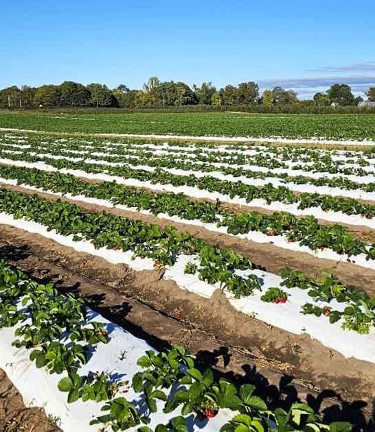 massive fruit farm indiana ftr