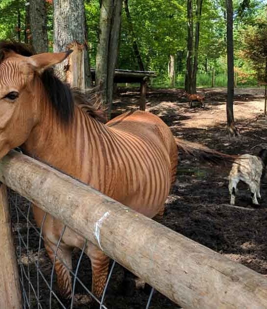 michigan family zoo gem ftr