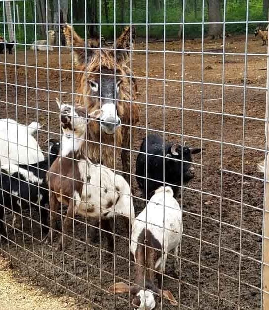 michigan zoo family experience ftr