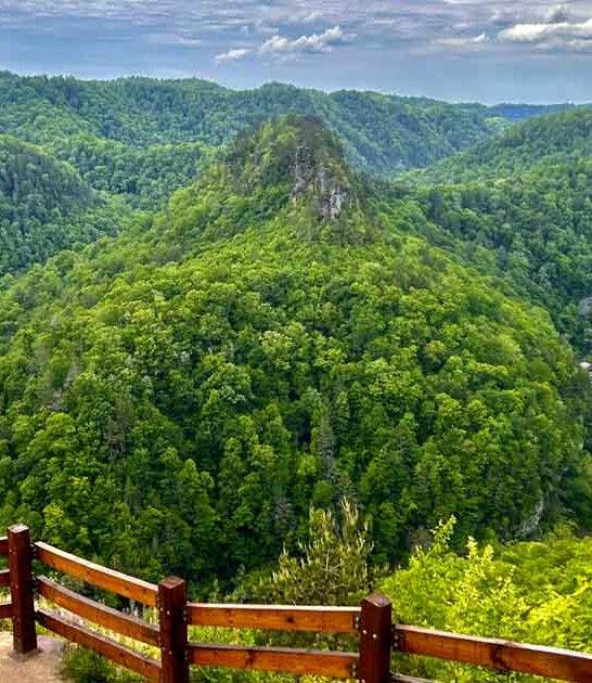 miniature canyon virginia ftr