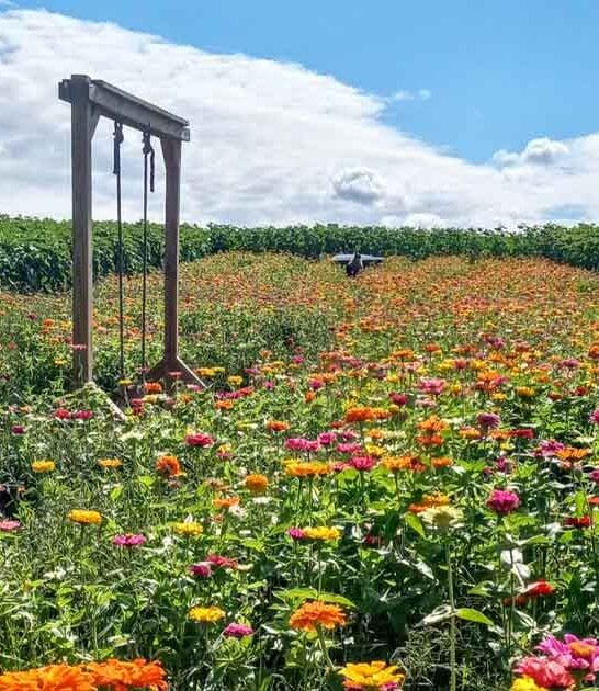 minnesota delightful family farm ftr