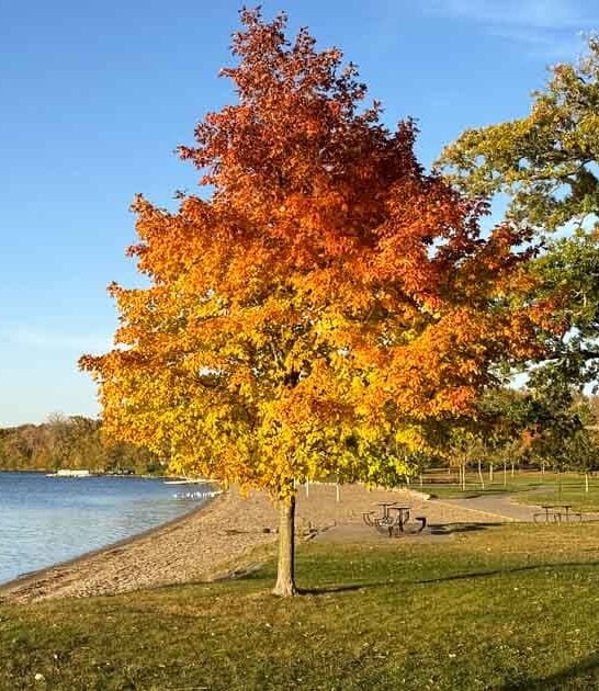minnesota park beach playground ftr