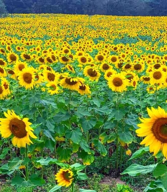 new jersey gorgeous sunflowers ftr