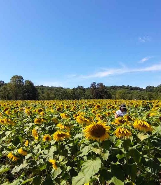 new jersey maze sunflower ftr