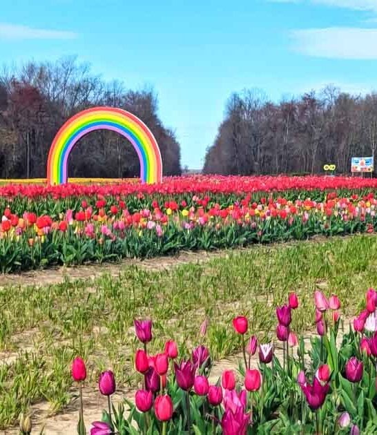 new jersey tulip farm ftr