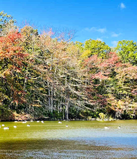 new york park visited ftr