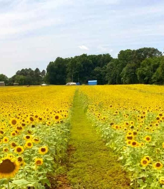 north carolina sunflower maze ftr