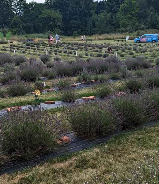 ohio breathtaking lavender trail ftr