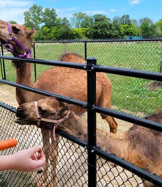 This Ohio Spot Is A Water Park And Animal Safari Rolled Into One